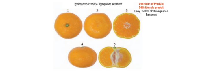 The European market potential for mandarins | CBI